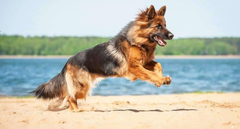 Chó Becgie - Đặc điểm, cách nuôi và Giá bán - Osin Thú Cưng