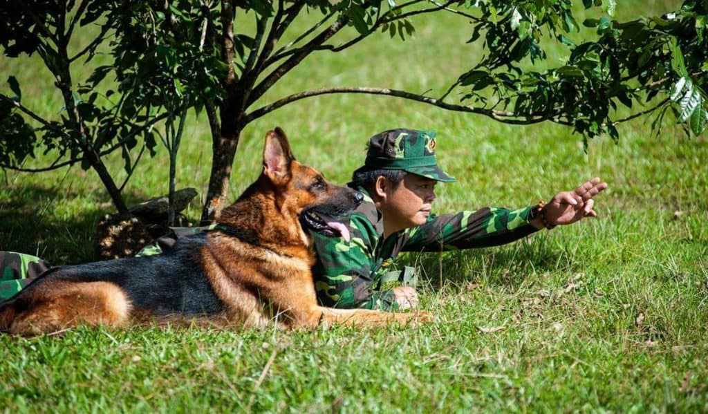 Chó Becgie - Đặc điểm, cách nuôi và Giá bán - Osin Thú Cưng
