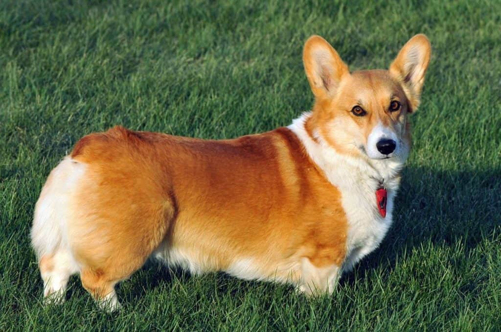Chó Corgi - Nguồn gốc, đặc điểm, cách nuôi & Giá bán Chó Corgi - Nguồn gốc, đặc điểm, cách nuôi & Giá bán