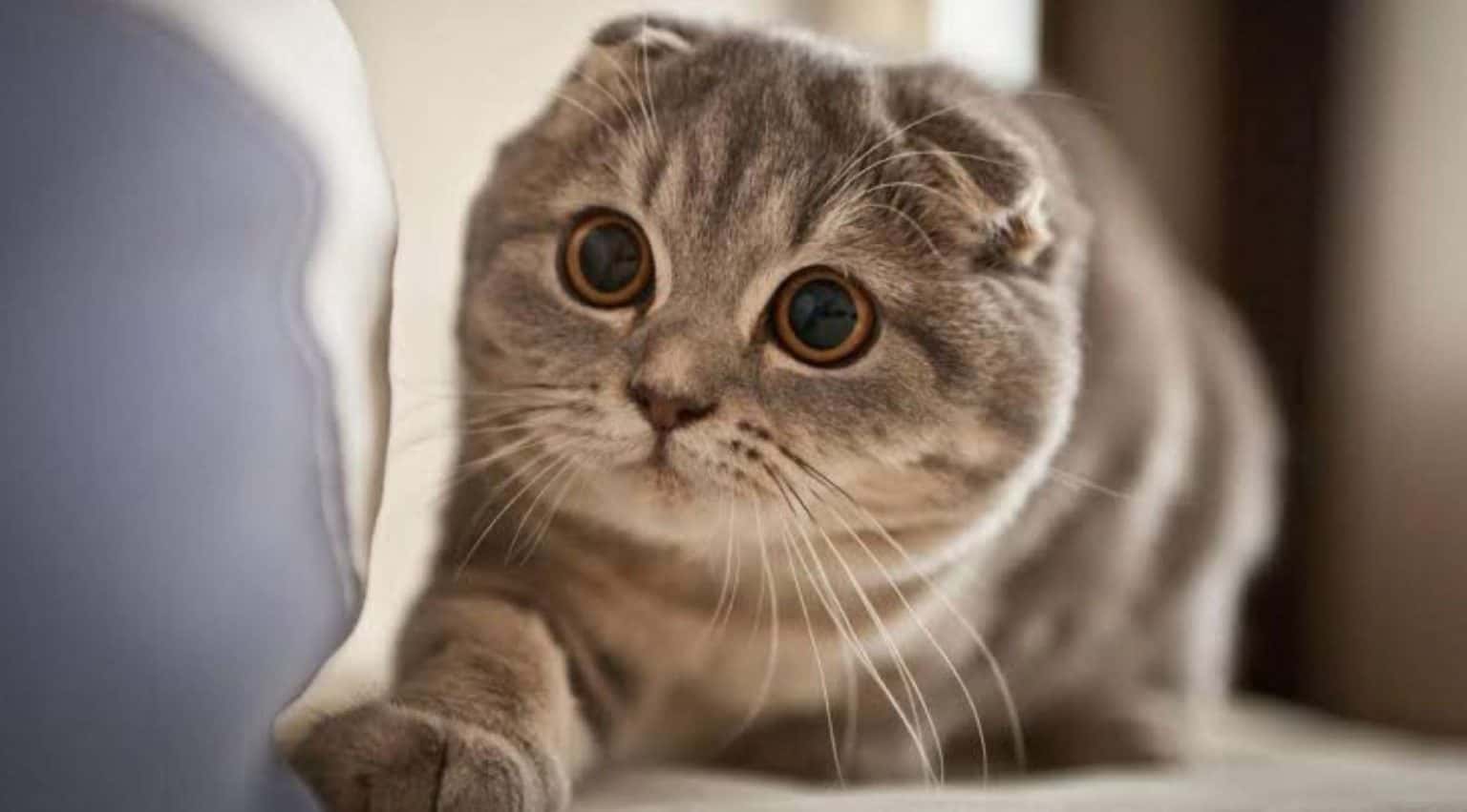 Mèo Scottish Fold - Nguồn gốc, cách nuôi & giá mèo tai cụp