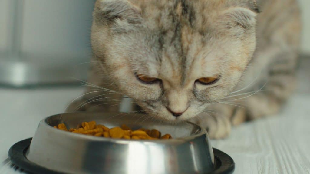 Mèo Scottish Fold - Nguồn gốc, cách nuôi & giá mèo tai cụp